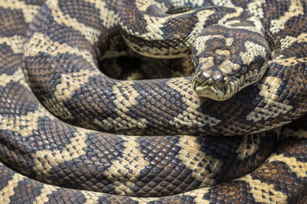 Video Shows Python Hiding Inside Car: ‘Look at the Size’ - Newsweek