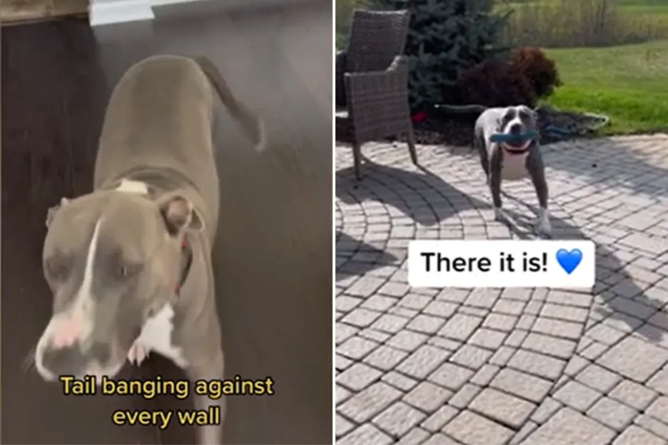 Rescue Dog’s Sweet Response to Neighbor Checking on Him: ‘Body Wagging ...
