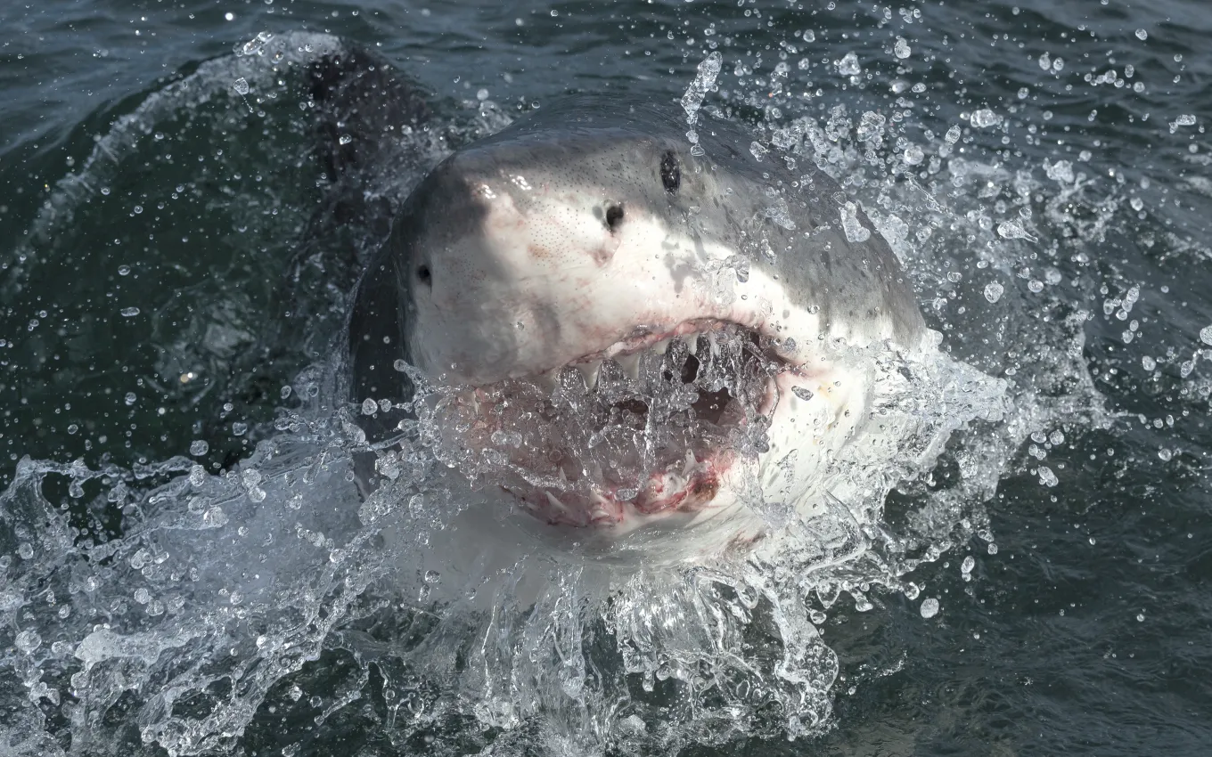 Huge Great White Shark Ironbound Pinged off Georgia Coast - Newsweek