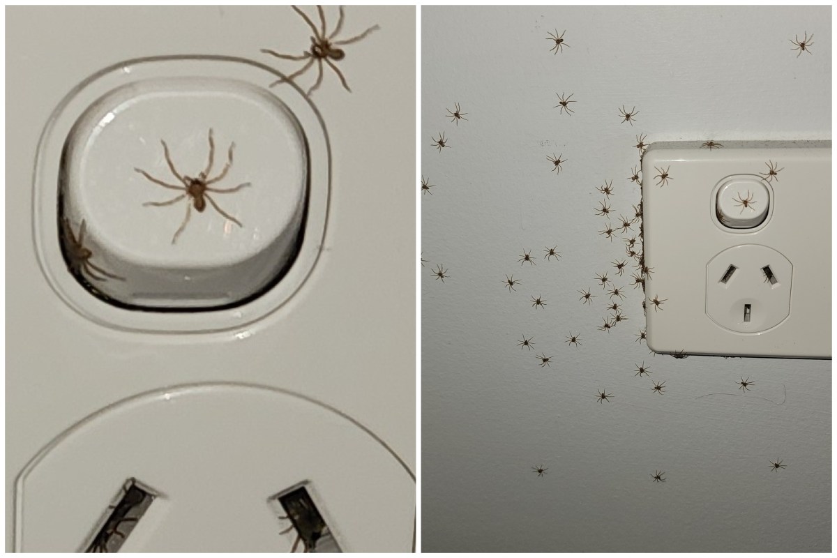 ‘Horror Movie’ Scene as Man Finds Dozens of Spiders Crawling Out of ...