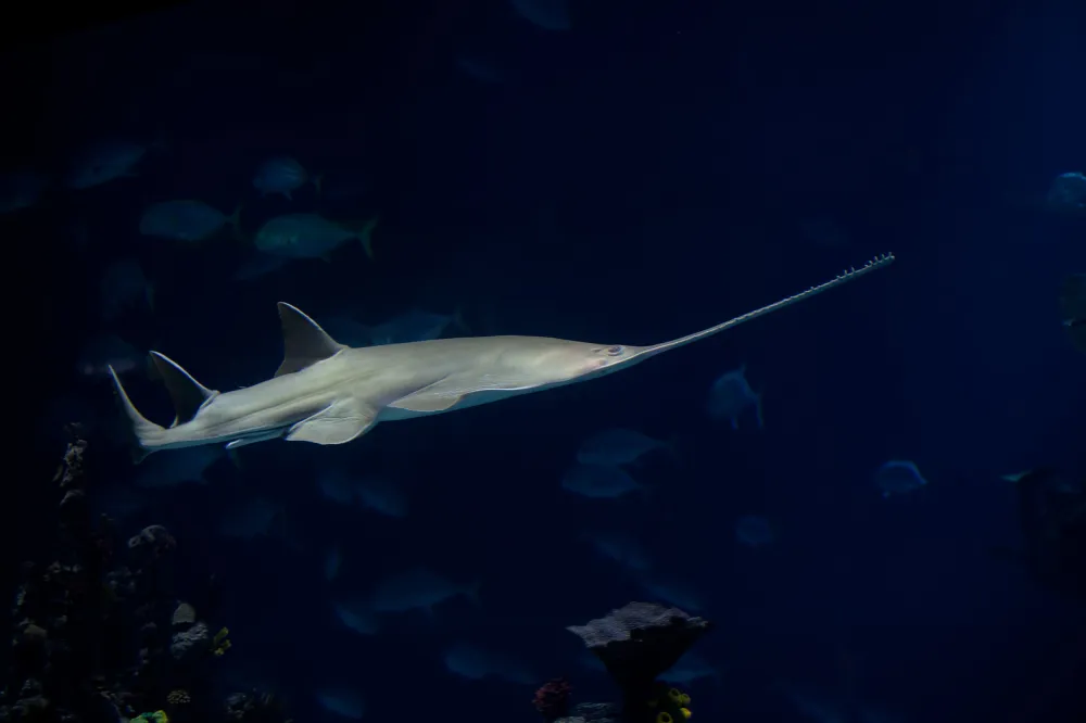 Critically Endangered Sawfish Found With Saws Removed: ‘Cruel’ - Newsweek