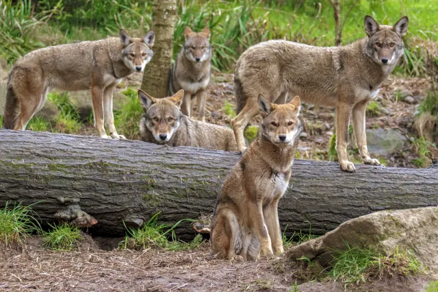Litters of Endangered Red Wolf Puppies Born in North Carolina Zoo ...