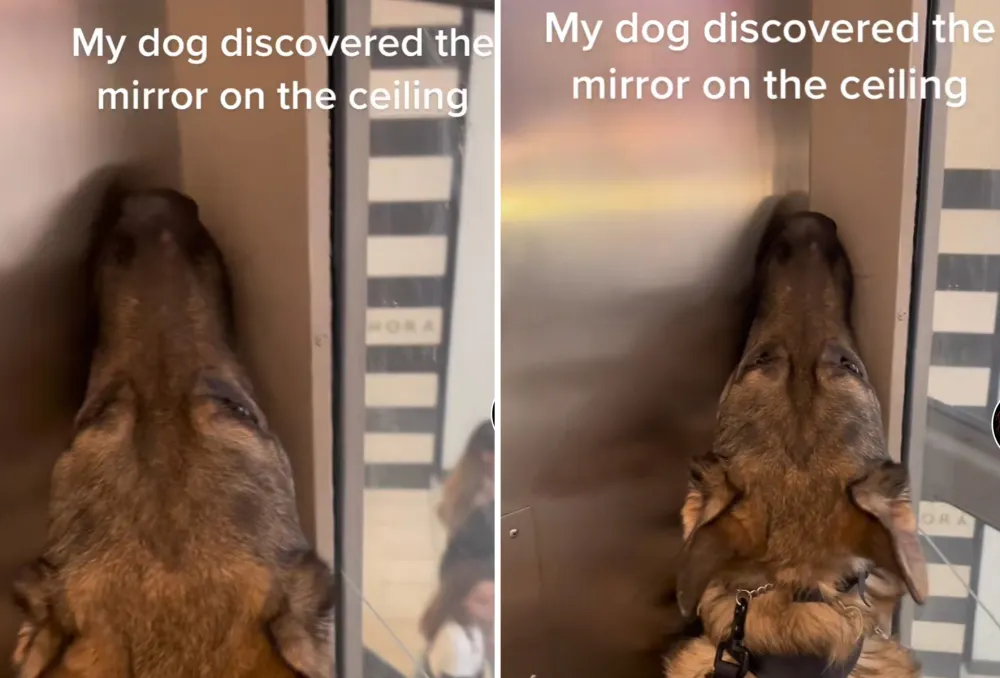 Service Dog Left ‘Bamboozled’ by Mirrored Ceiling in Adorable Video ...