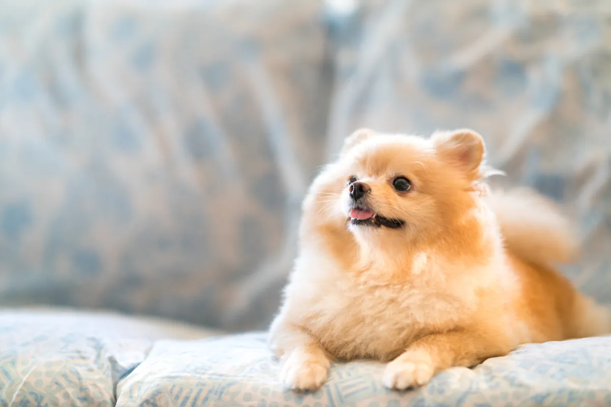 Fluffy Dog’s Reaction to Airbnb Stay Delights Internet: ‘Lightning Bolt ...