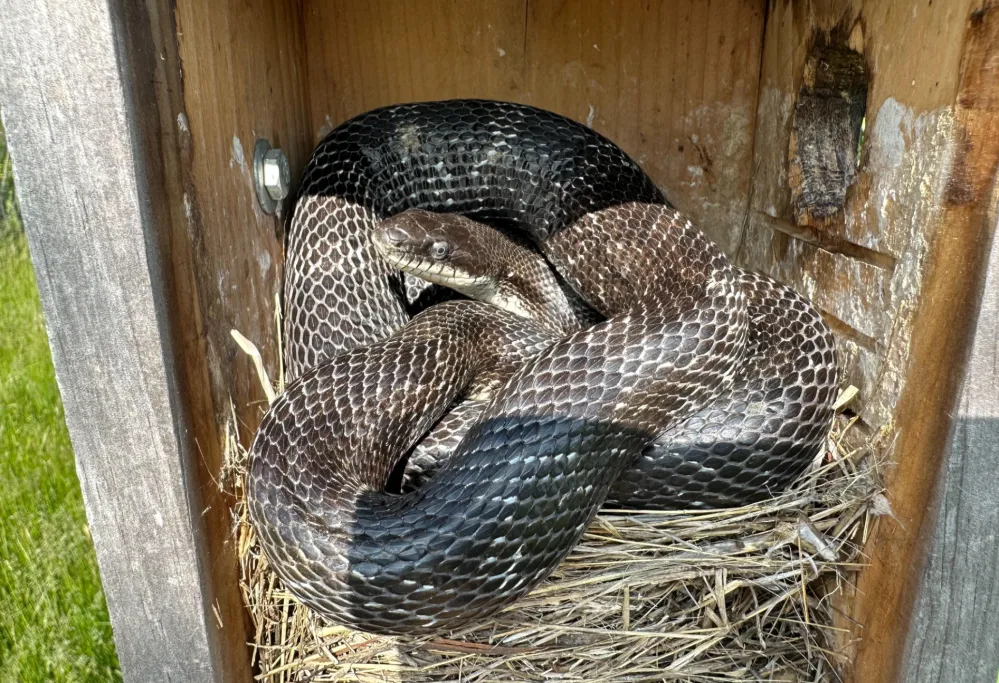 Horrific Snake Scene Greets Man Checking on Bird Nest Box - Newsweek