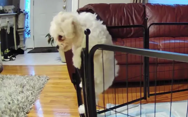 Bichon Frise Filmed Pulling Off Daring Play Pen Escape at Third Attempt ...