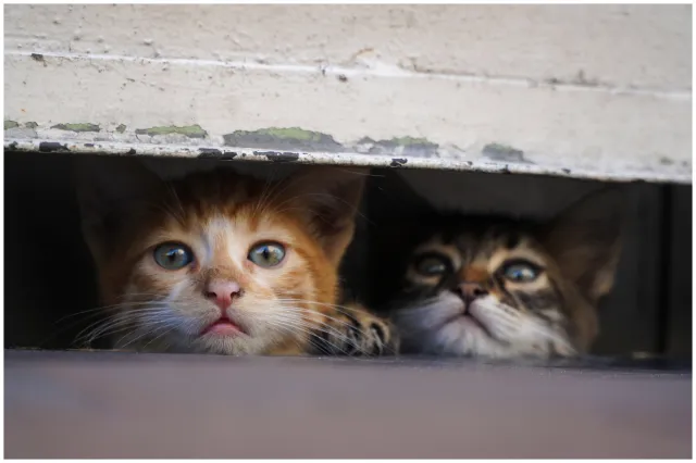 Woman Finally Finds Cat’s Secret Hiding Place After ‘Panicking For ...