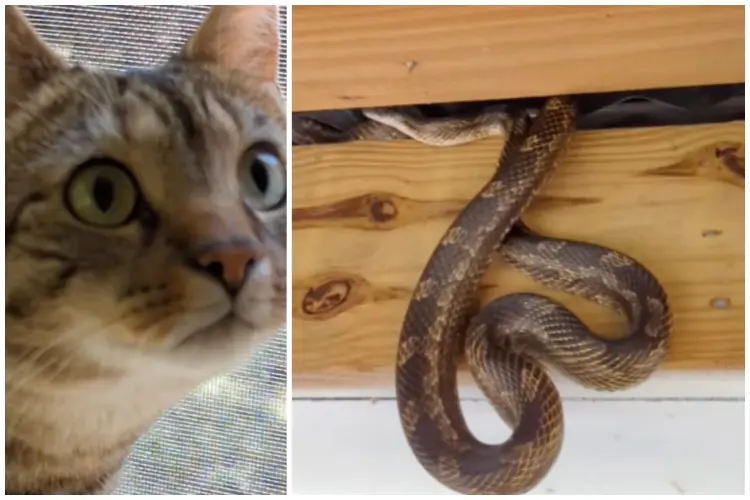 Shock as Man Finds 5ft Snake ‘Dangling Right Outside the Door’ at Home ...