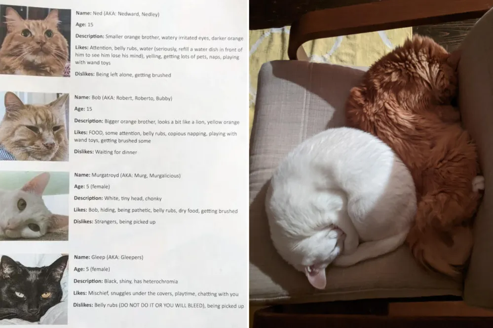Internet Can’t Cope With Cheat Sheet Cat Owner Left For Sitter ...