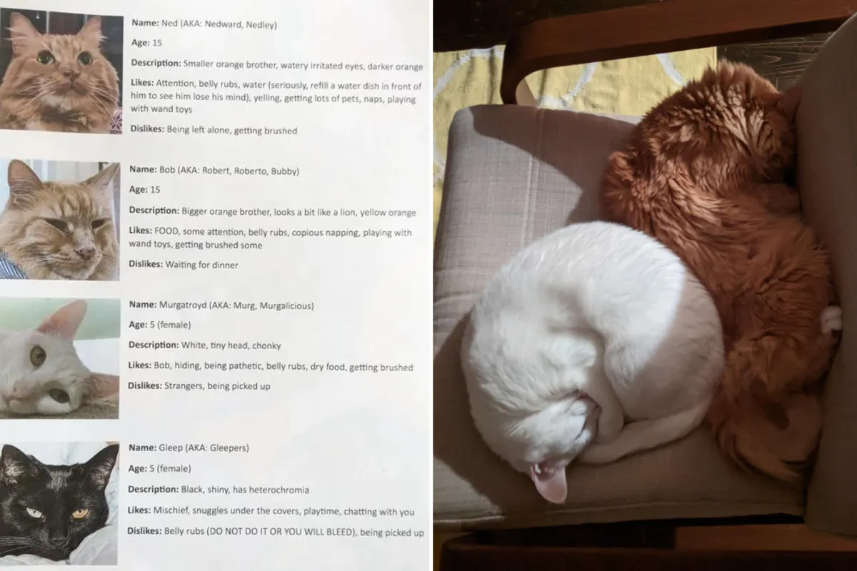 Internet Can’t Cope With Cheat Sheet Cat Owner Left For Sitter ...
