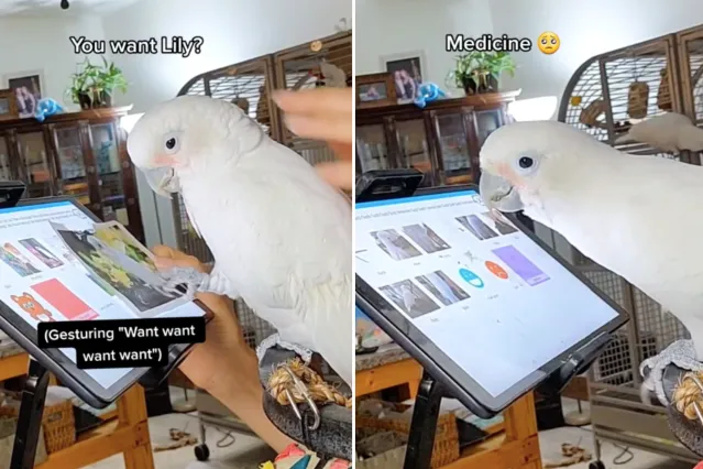 Tears as Smart Bird Uses Words to Describe Grief for Dead Friend—’Feel ...