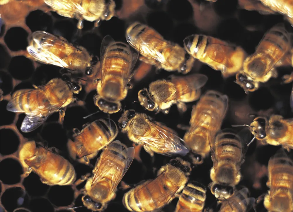 Man and His Dog Attacked by Killer Bees in Arizona and Stung Over 300 ...