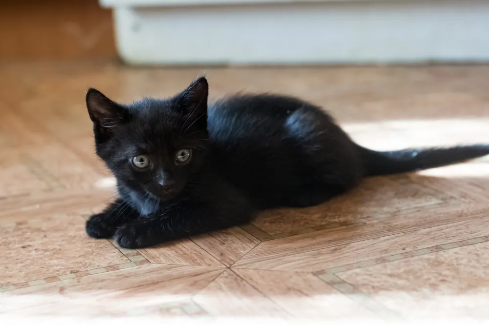 Cat Owner Issues Warning as Pet Wakes Up With ‘Completely Dead’ Tail ...
