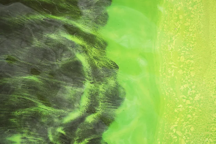 Florida Lake Warning Issued Over Large Algae Bloom - Newsweek