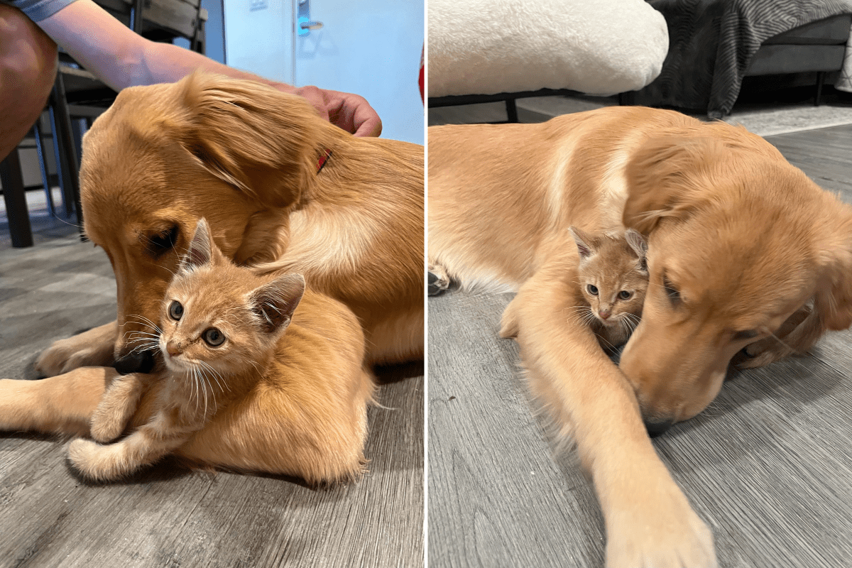 Heartwarming Video Shows Golden Retriever Pup ‘Babysitting’ a Rescue ...