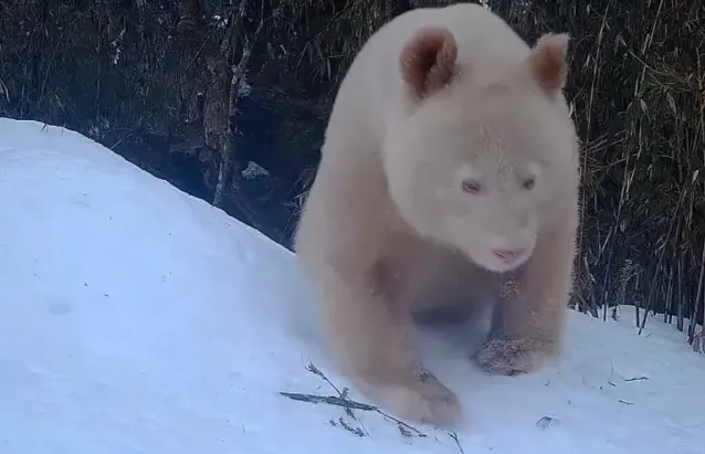 One-of-a-Kind Albino Panda Spotted in China - Newsweek