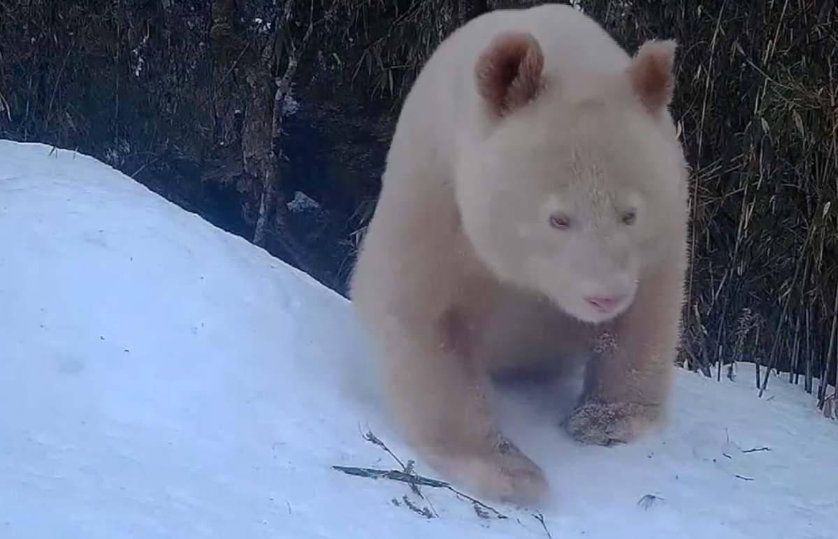 One-of-a-Kind Albino Panda Spotted in China - Newsweek