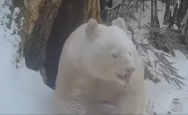 One-of-a-Kind Albino Panda Spotted in China - Newsweek