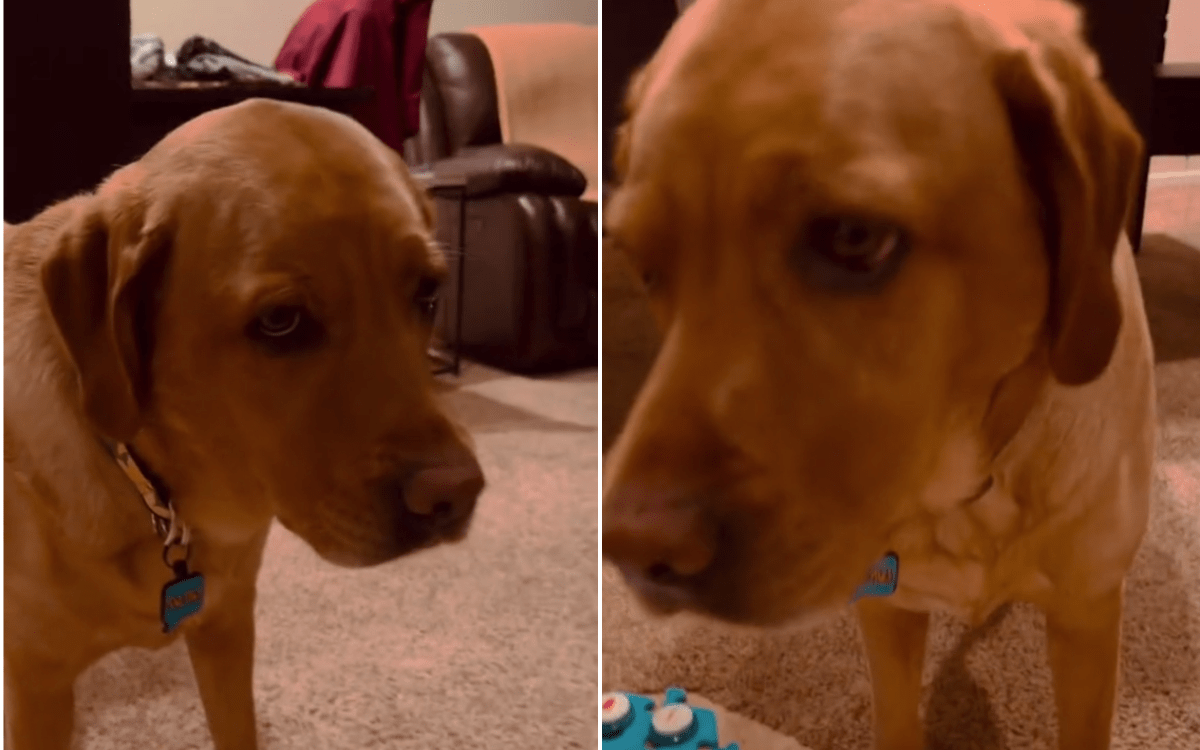Laughter Over Why Labrador Tells Owner She’s Sad: ‘Big Feelings’ - Newsweek