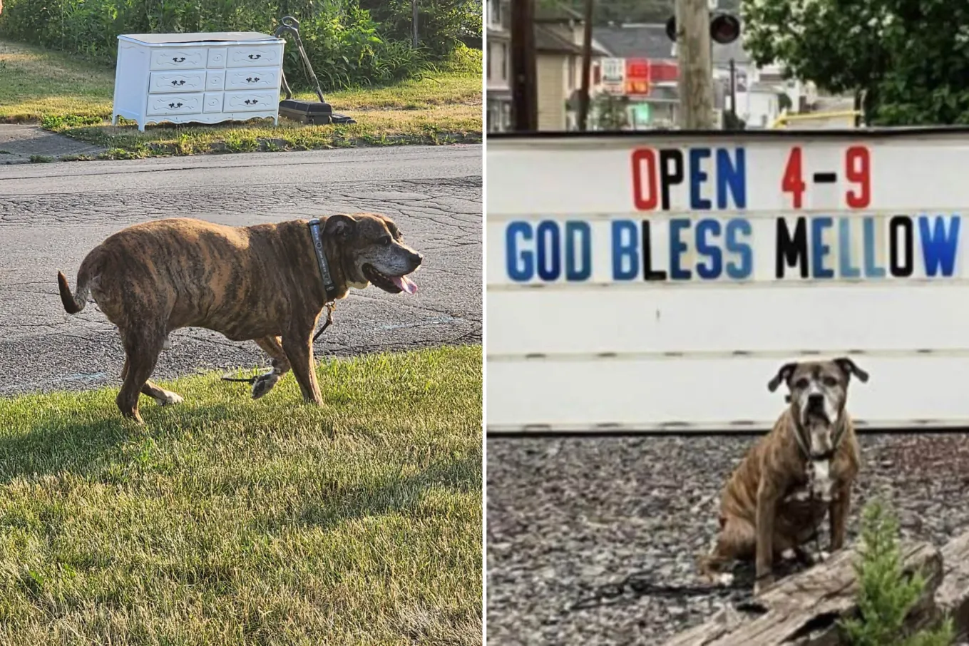 Neighbors Come Out for Dog’s Last Walk to Say Goodbye: ‘Amazing Send ...