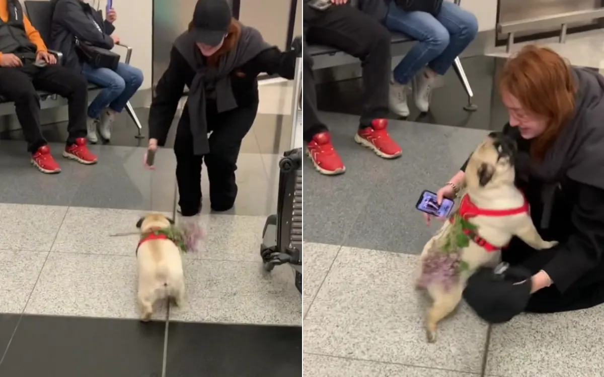 Woman Reunited With Beloved Pug After Six Months Apart: ‘Crying’ - Newsweek