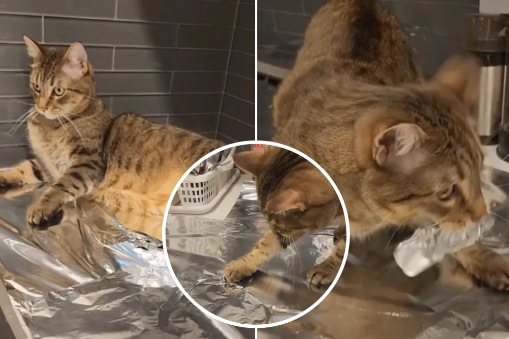 Owner’s Hack to Keep Cats Off Counter Hilariously Backfires - Newsweek
