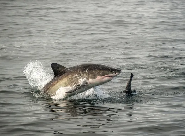 Shark That Attacked and Ate Man in Graphic Video To Be Mummified - Newsweek