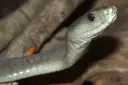 Huge Black Mambas Filmed Wrestling for a Mate Outside Bed... - Newsweek