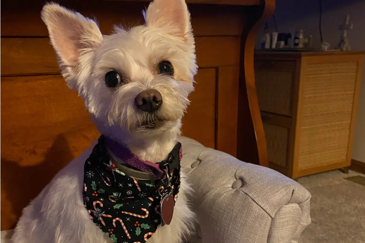 Adorable Frenchies That Love Swinging in the Park Win Pet... - Newsweek