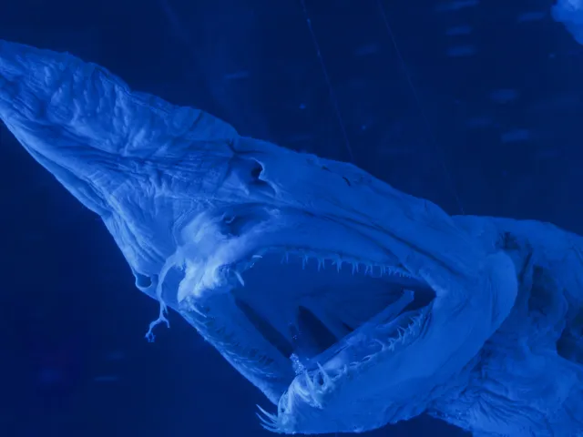 ‘Living Fossil’ Deep-Sea Shark Pregnant With Six Pups Pulled From Ocean ...