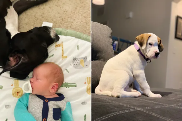 Dogs Show How They’ve Mastered ‘Synchronized Begging’ While Toddler ...