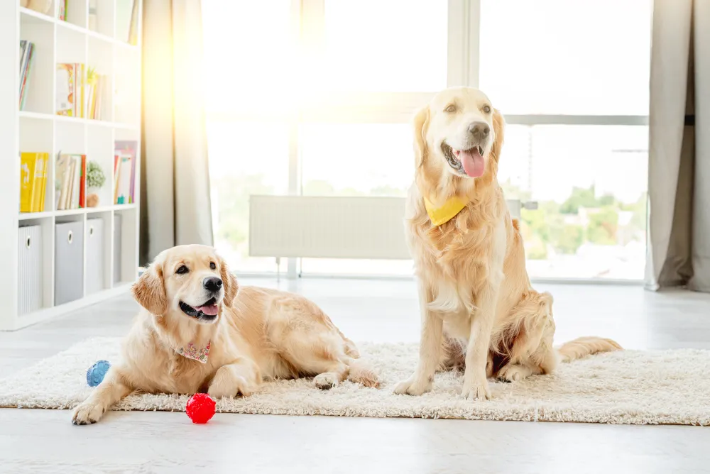 What to Feed Your Pet When You’ve Run Out of Cat Food - Newsweek