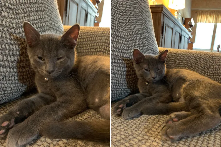 Cat’s Surgery Canceled as Vet Makes Shocking Discovery in Viral Clip ...