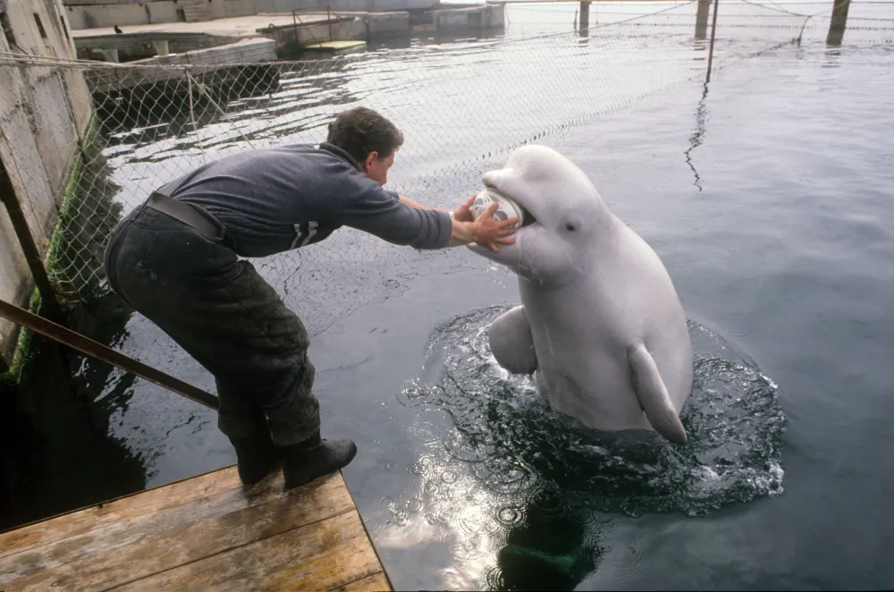 Russia Is Doubling its Dolphin Army to Protect Crimea, Images Reveal ...