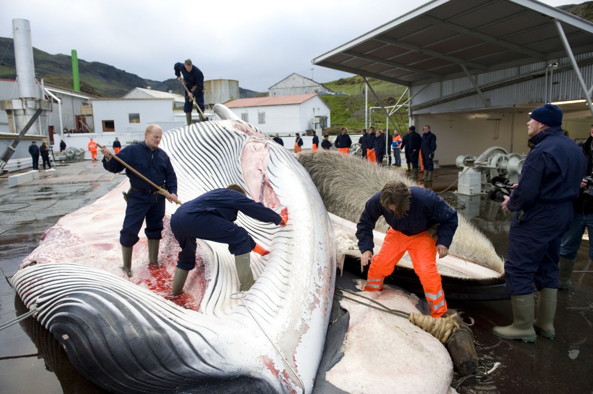 Over 1,000 Whales Are Still Brutally Slaughtered Each Year - Newsweek