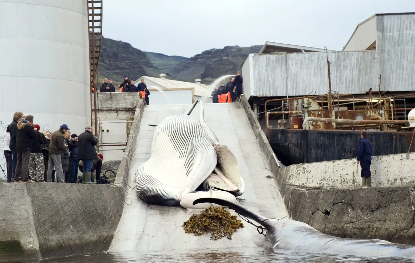 Over 1,000 Whales Are Still Brutally Slaughtered Each Year - Newsweek