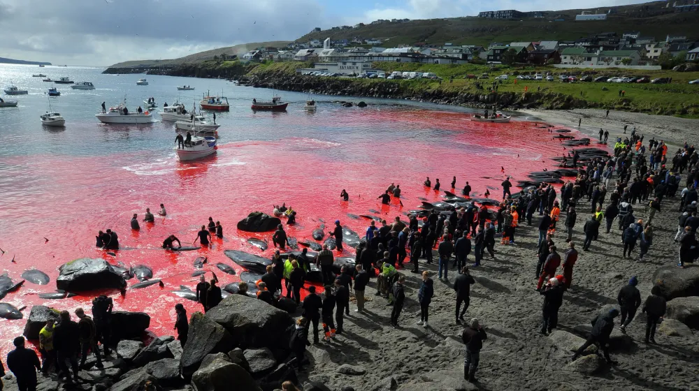 Over 1,000 Whales Are Still Brutally Slaughtered Each Year - Newsweek