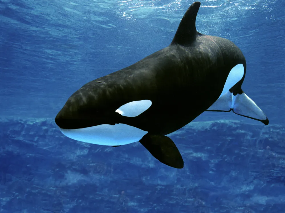 Orca Attack Map: Killer Whales Have Rammed Boats in These Locations ...