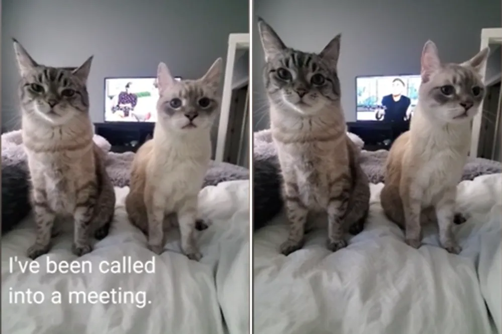 Cats Call a Meeting With Their Owner in Hilarious Video—’Tried to Fire ...