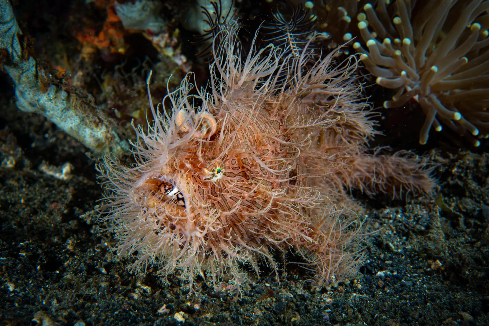 Viral Clip Shows Frogfish Visibly Angry at Owner After She Cleaned His ...