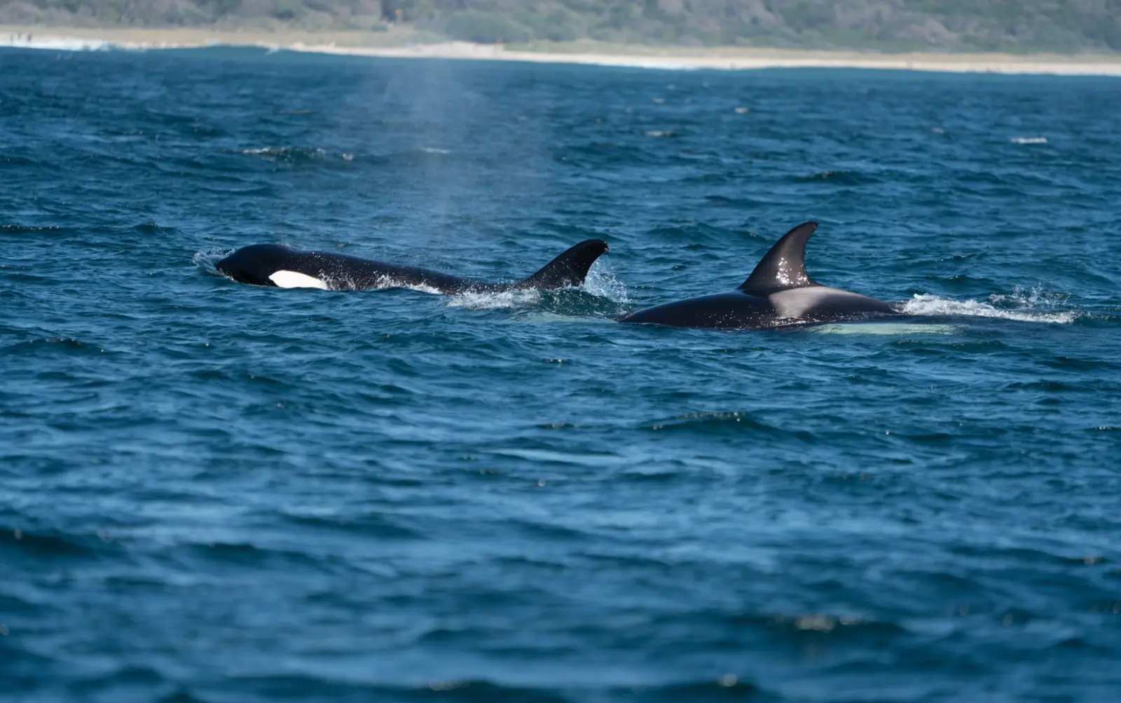 Killer Whale Calf Rescued From Mass Stranding Thrives 10 ... - Newsweek