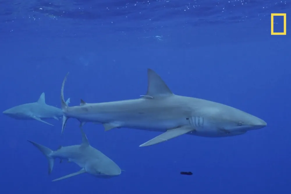 ‘Intense’ Video Shows Huge Sharks Surrounding Divers - Newsweek
