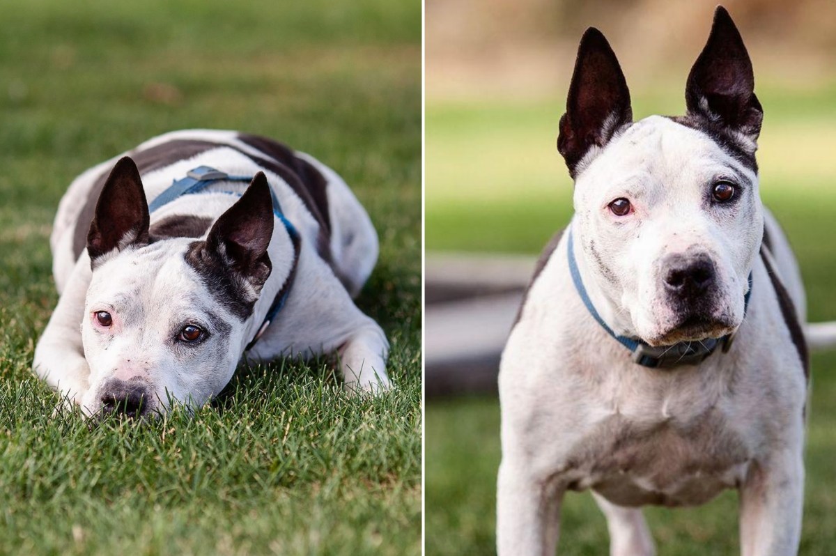 Dog In Shelter for 650 Days Breaks Hearts Sucking on Blanket to Self ...