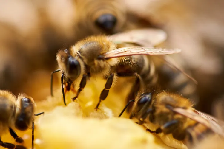 Man Dies After Being Attacked by a Swarm of Bees - Newsweek