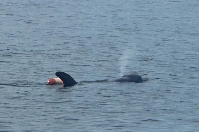 Orca Keeps Escaping Human-Made Jeopardies - Newsweek
