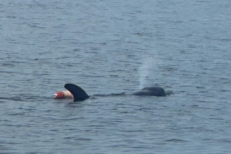 Orca Keeps Escaping Human-Made Jeopardies - Newsweek