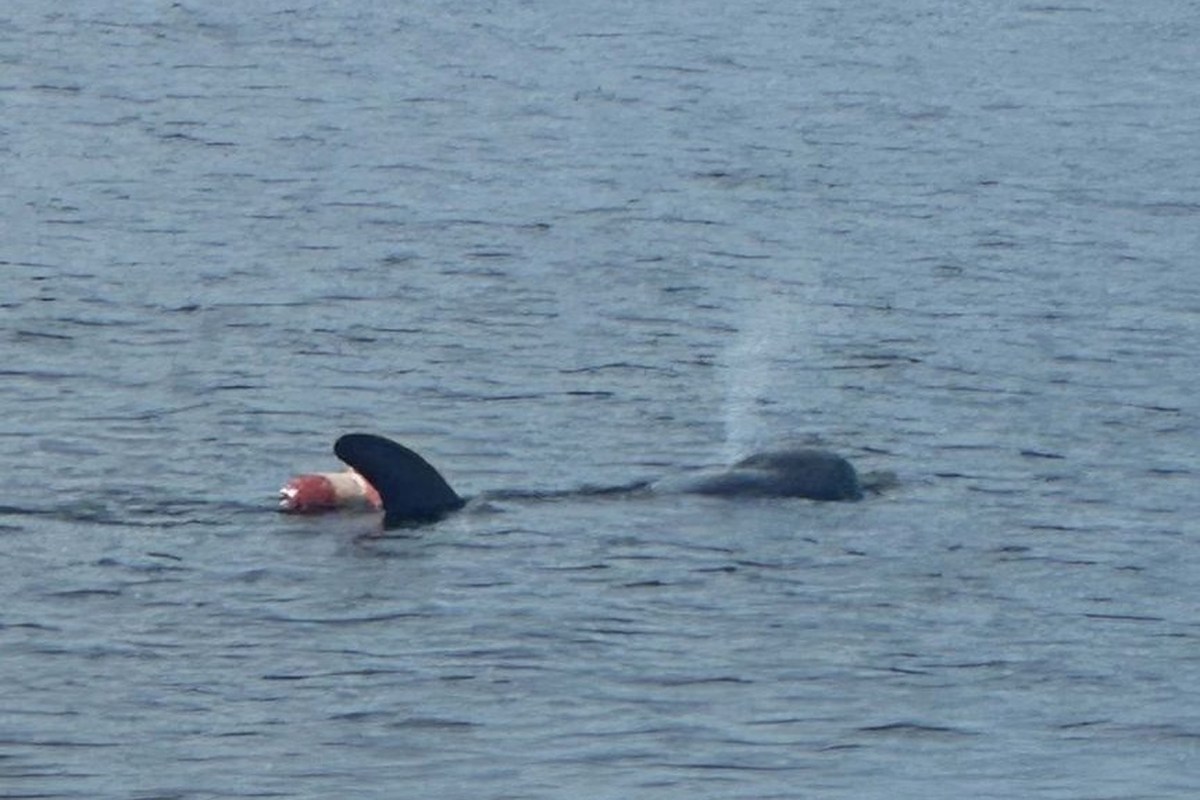 Orca Keeps Escaping Human-Made Jeopardies - Newsweek
