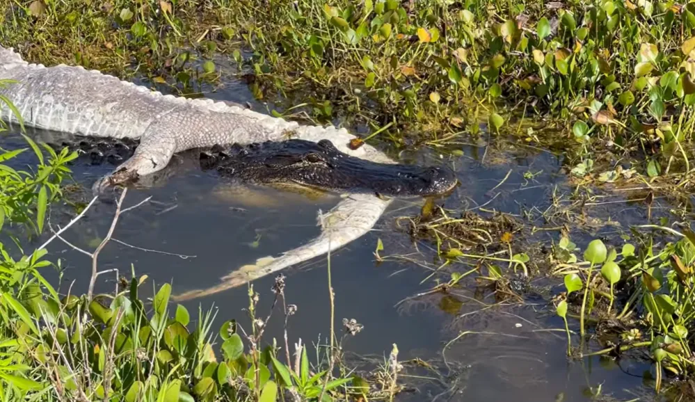 Florida Alligator Filmed Dragging Giant Rotting Gator Carcass in Its ...