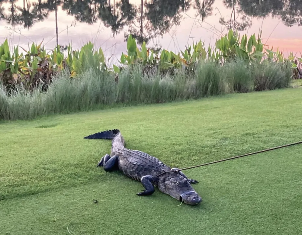 alligator attack News & Latest Pictures From Newsweek.com