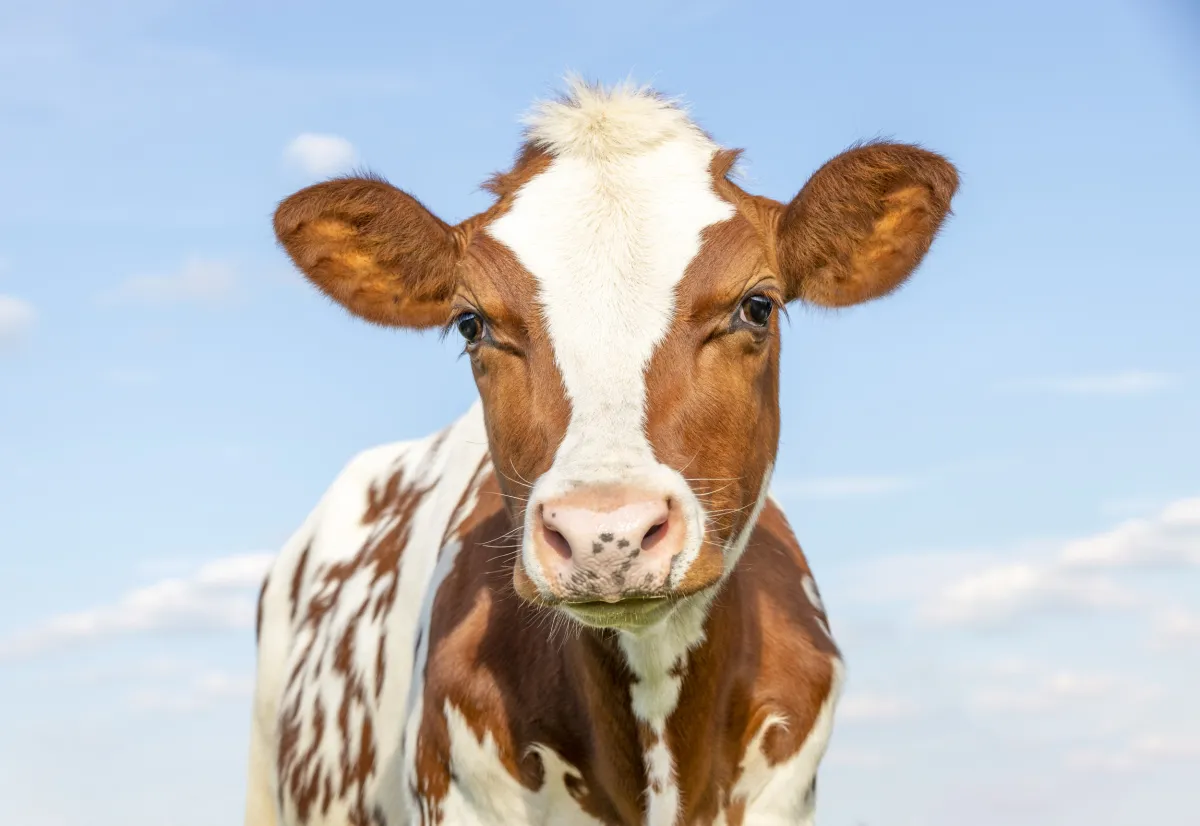 Tiny Baby Cow Melts Hearts After Choosing Her Own Name - Newsweek